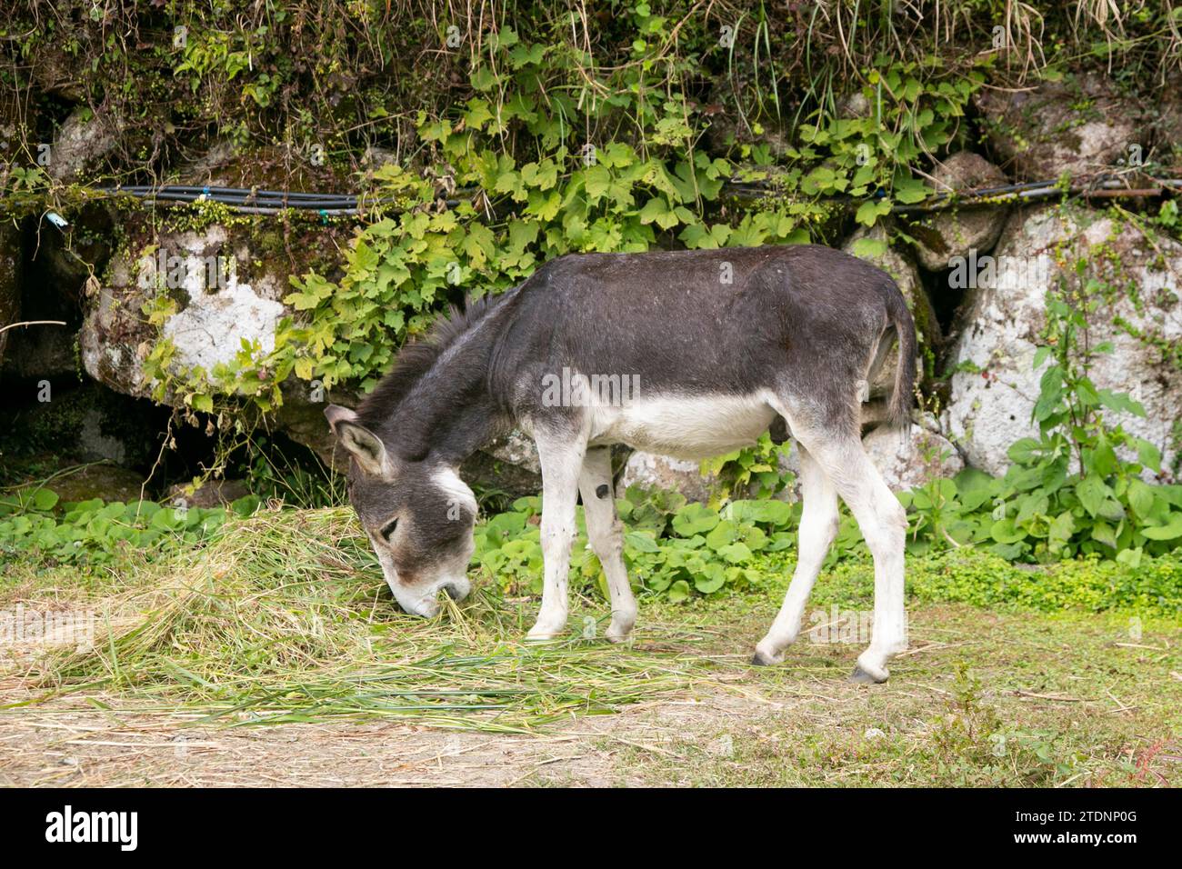 Japanese donkey eating in Wakayama Prefecture in Japan Stock Photo - Alamy