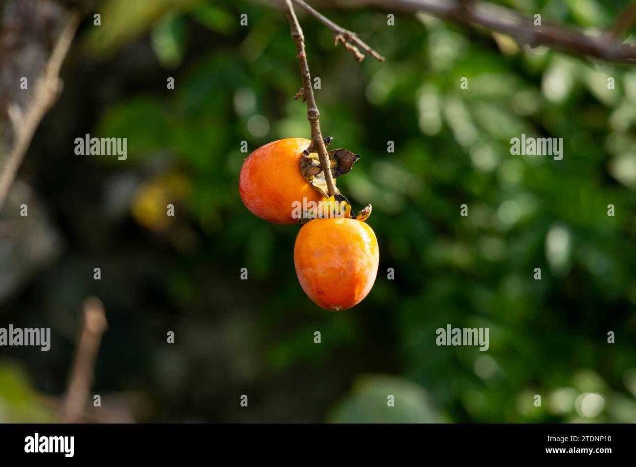 The Japanese persimmon treen. Persimmon (Diospyros kaki) is an ...