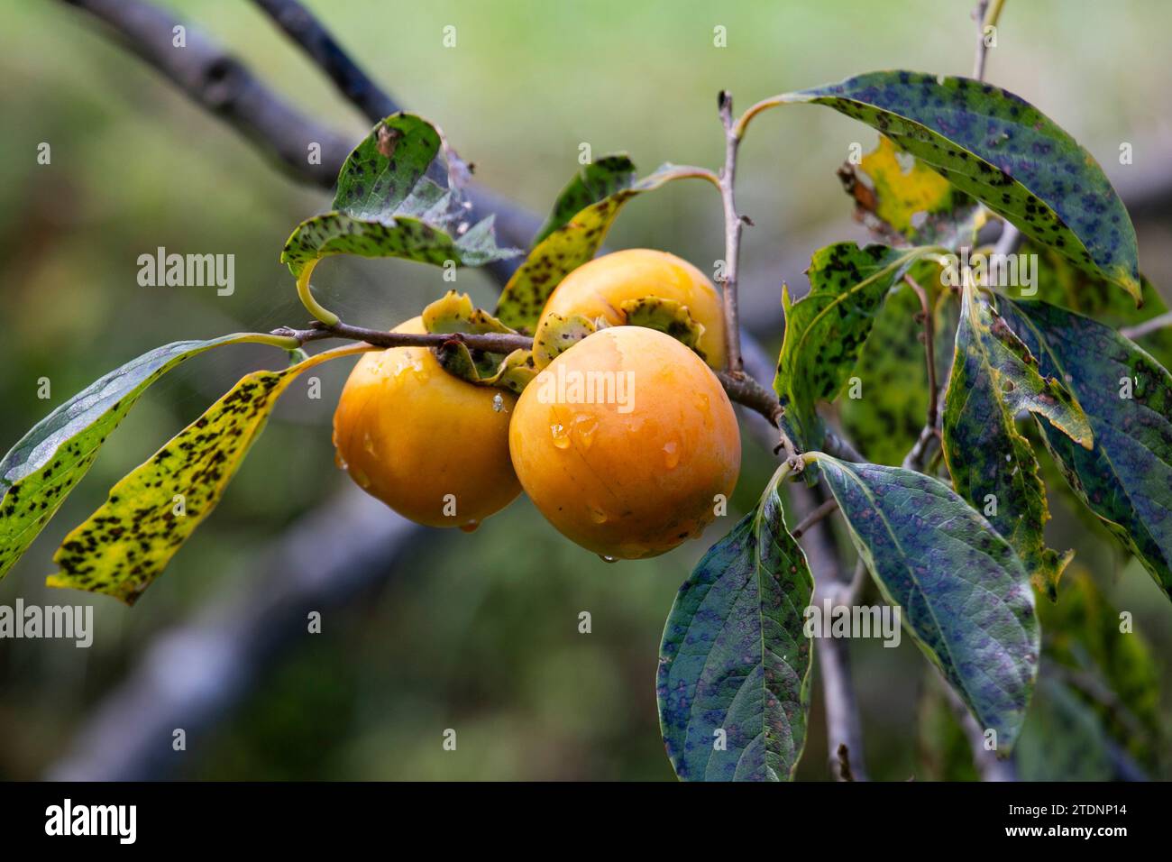 The Japanese persimmon treen. Persimmon (Diospyros kaki) is an ...