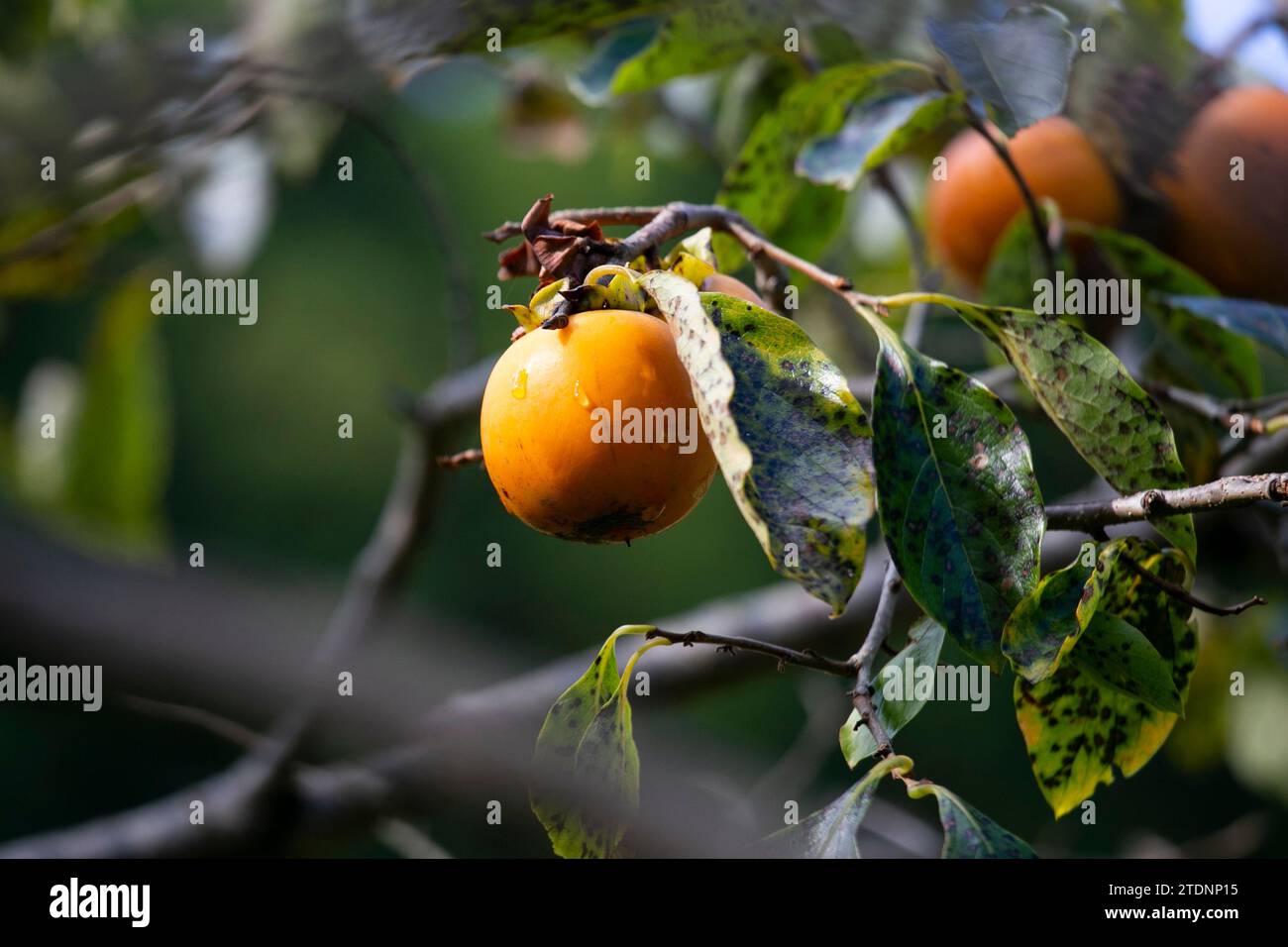 The Japanese persimmon treen. Persimmon (Diospyros kaki) is an ...