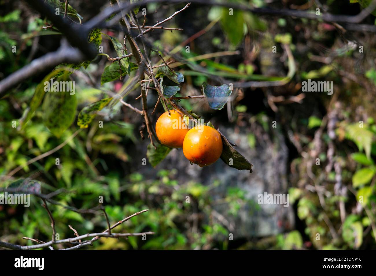 The Japanese persimmon treen. Persimmon (Diospyros kaki) is an ...