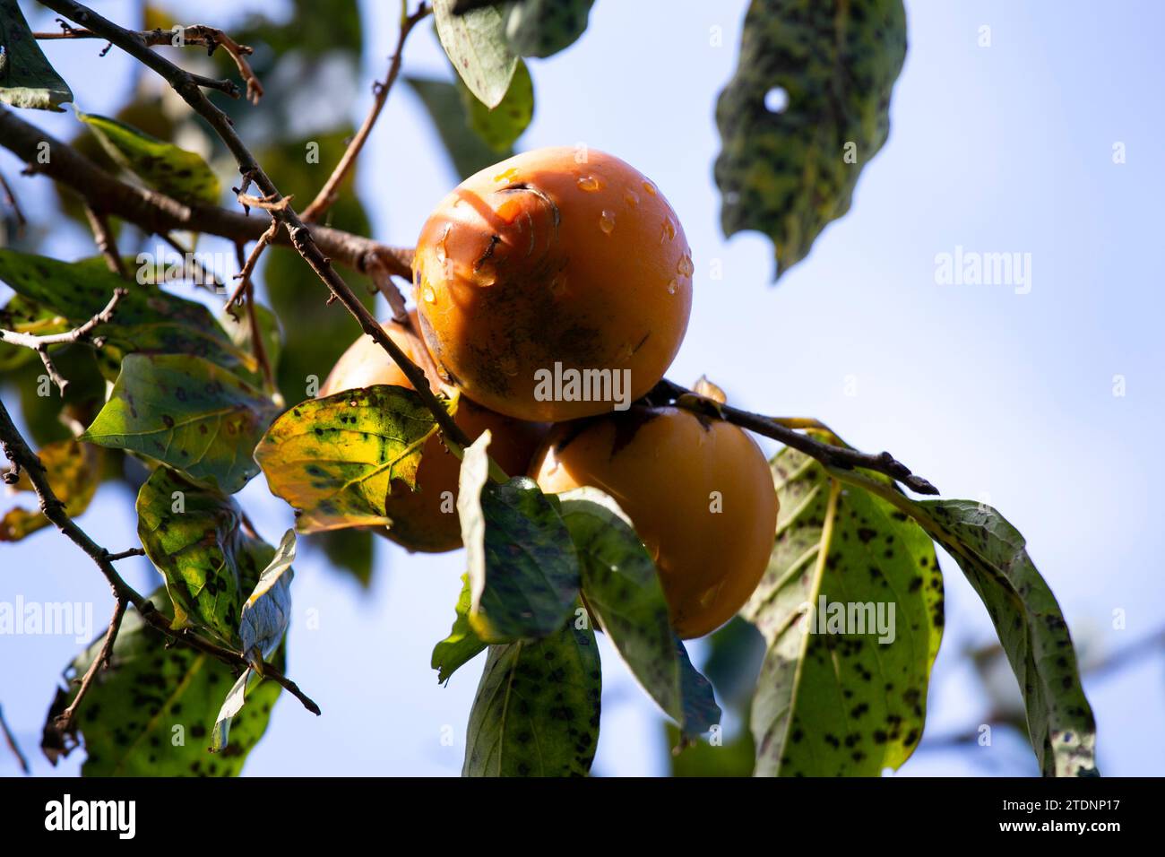 The Japanese persimmon treen. Persimmon (Diospyros kaki) is an ...