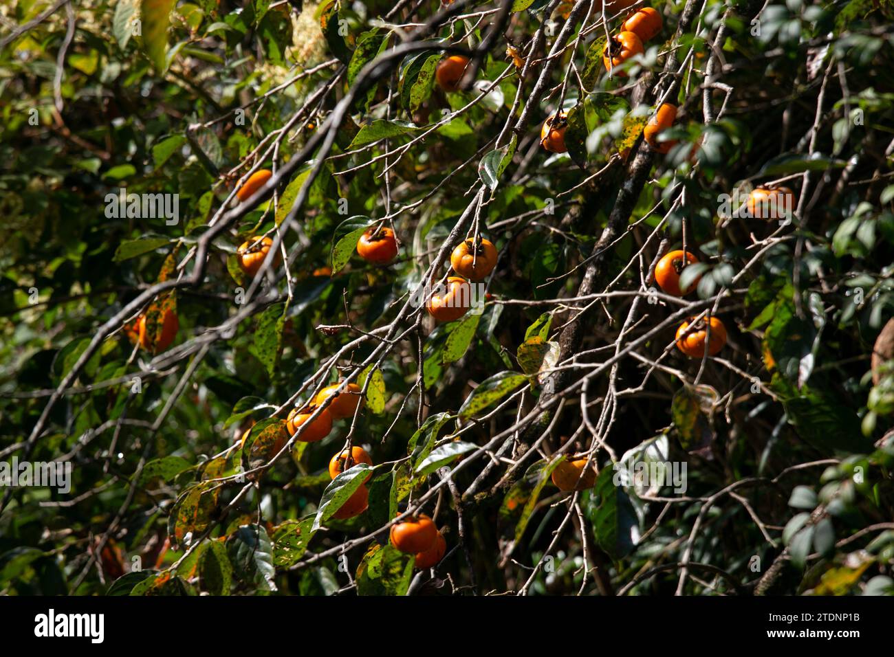 The Japanese persimmon treen. Persimmon (Diospyros kaki) is an ...
