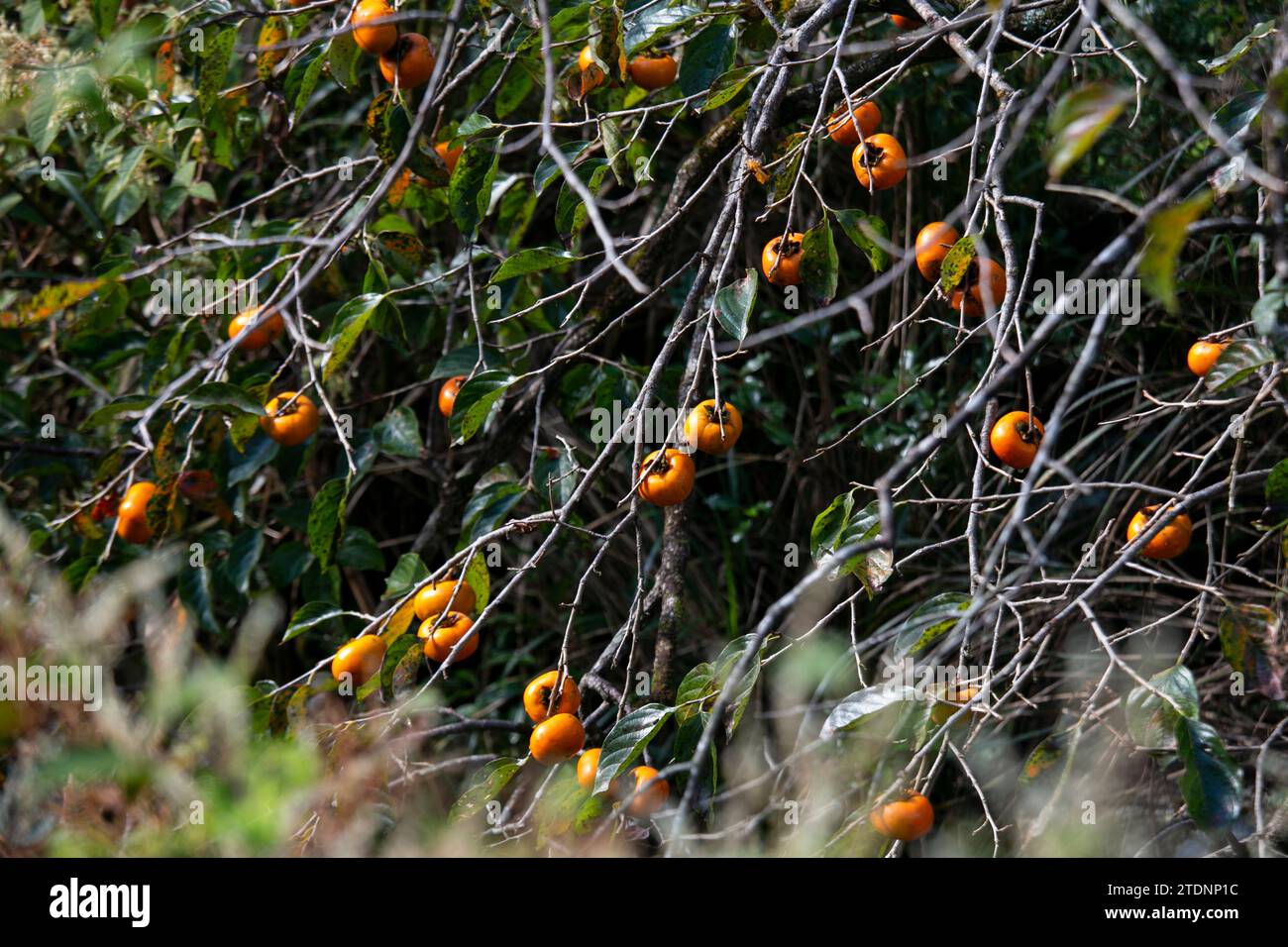 The Japanese persimmon treen. Persimmon (Diospyros kaki) is an ...