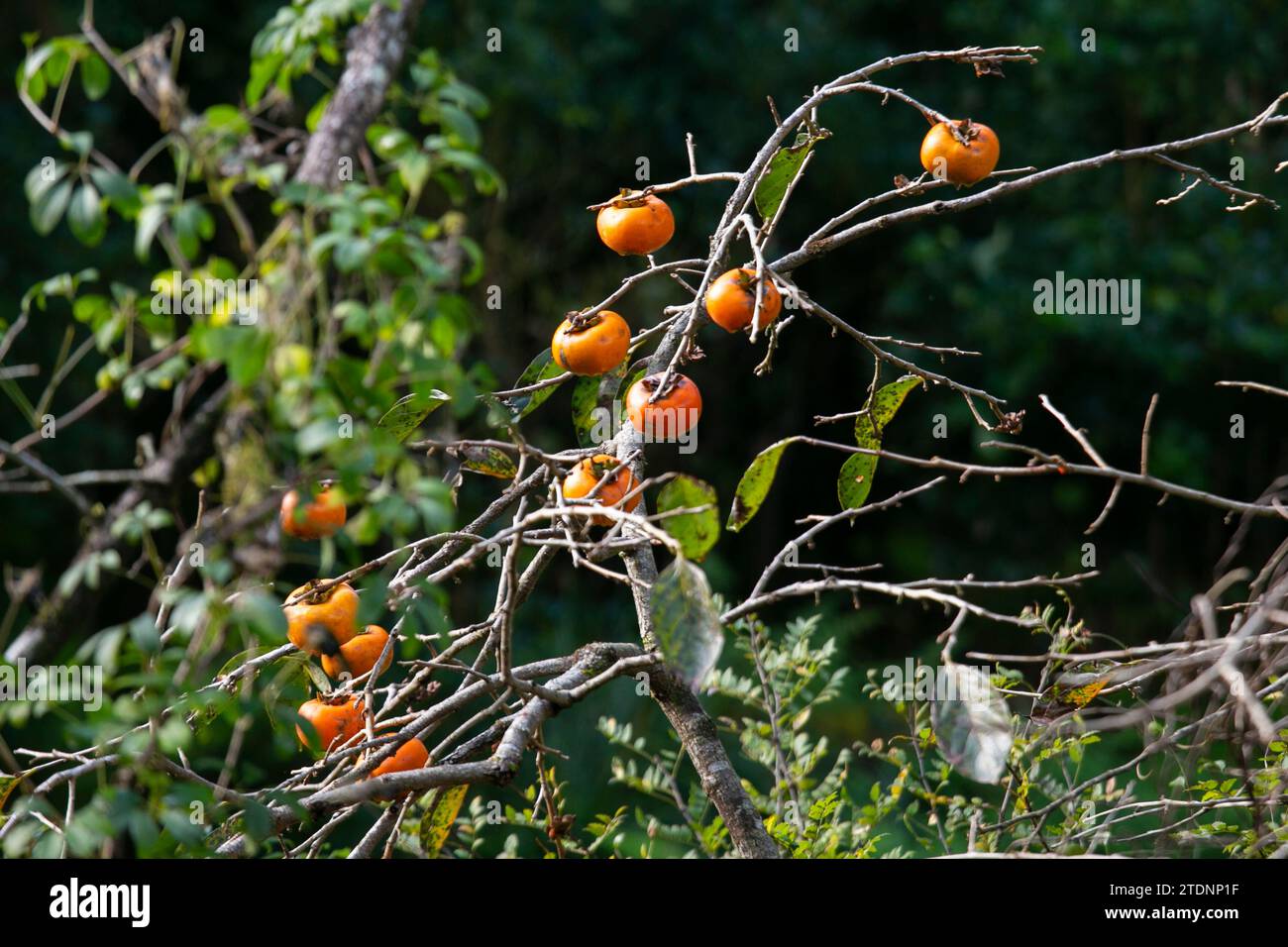 The Japanese persimmon treen. Persimmon (Diospyros kaki) is an ...