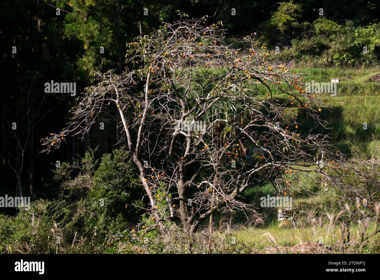 The Japanese persimmon treen. Persimmon (Diospyros kaki) is an ...