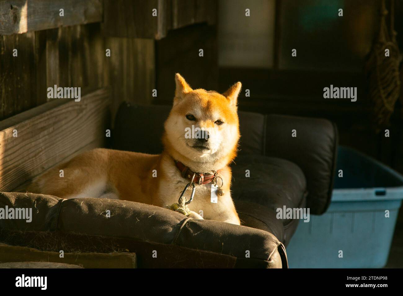 The shiba inu (柴犬, shiba inu) is a small and agile breed of dog ...