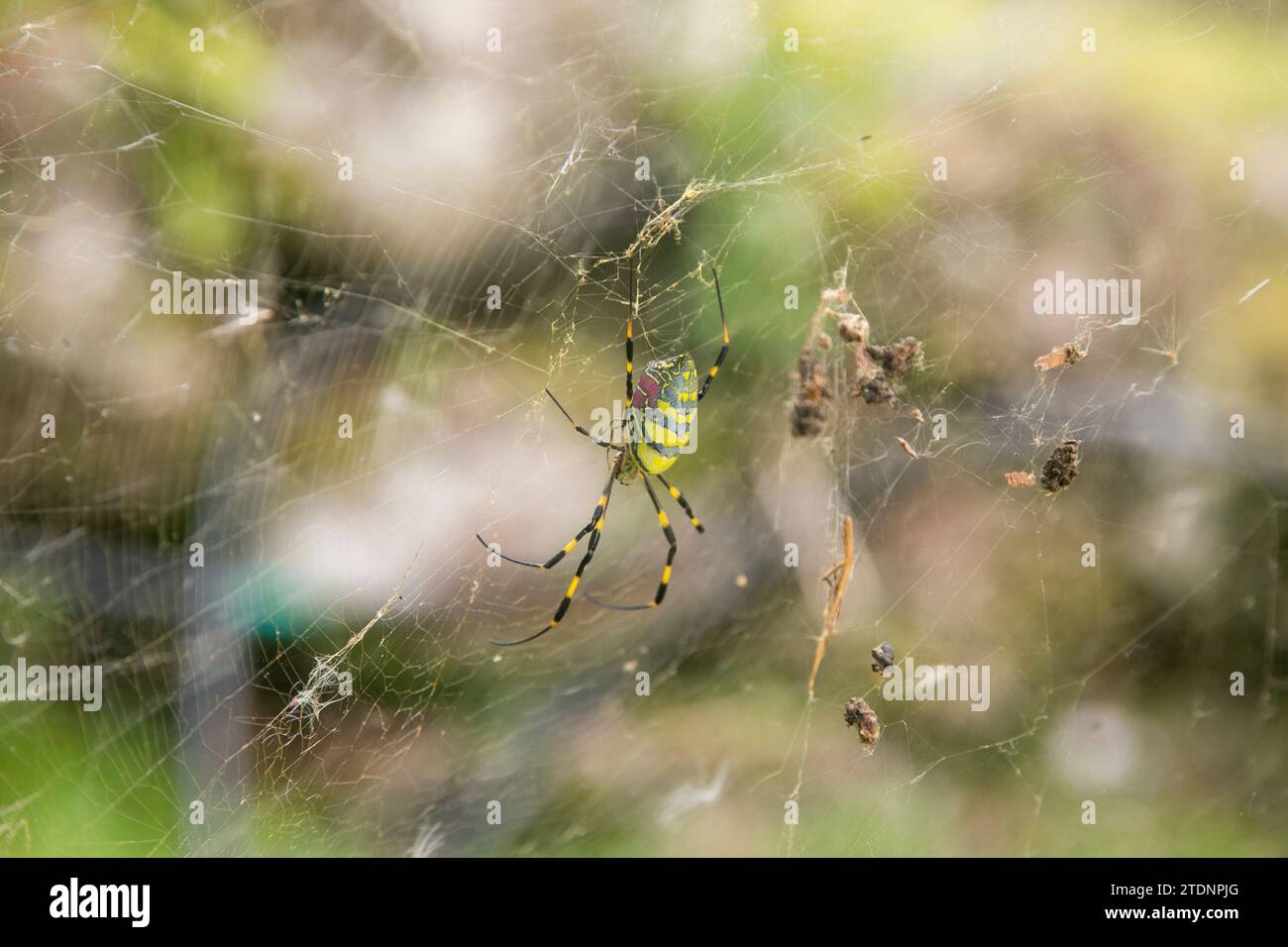 Trichonephila clavata, also known as the Joro spider in Japan Stock ...
