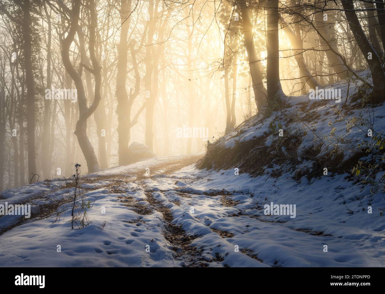 Fairy snowy forest in fog in beautiful winter at golden sunrise Stock ...