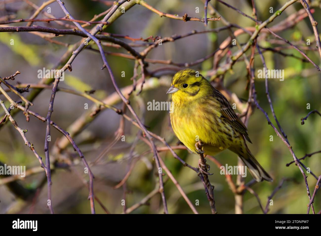 Yellowhammer perching on branch hi-res stock photography and images - Alamy