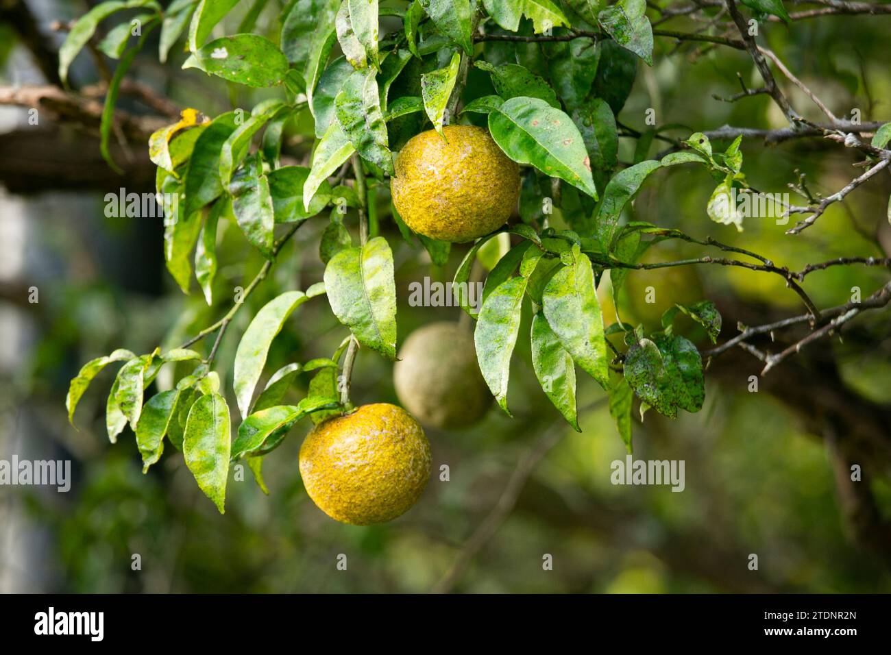 Green and Yellow Yuzu fruit in Japan. Yuzu or Citrus Ichangensis is a ...