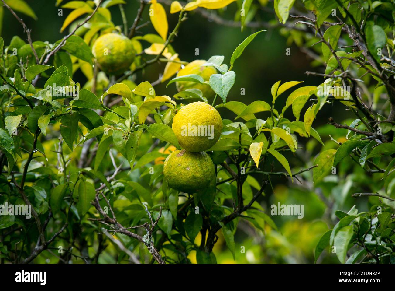 Green and Yellow Yuzu fruit in Japan. Yuzu or Citrus Ichangensis is a ...