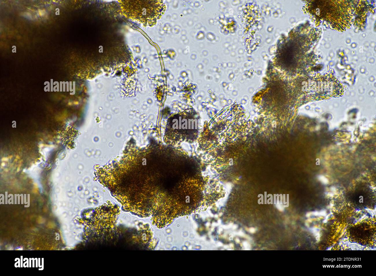 soil microorganism under the microscope recycling nutrients in a ...