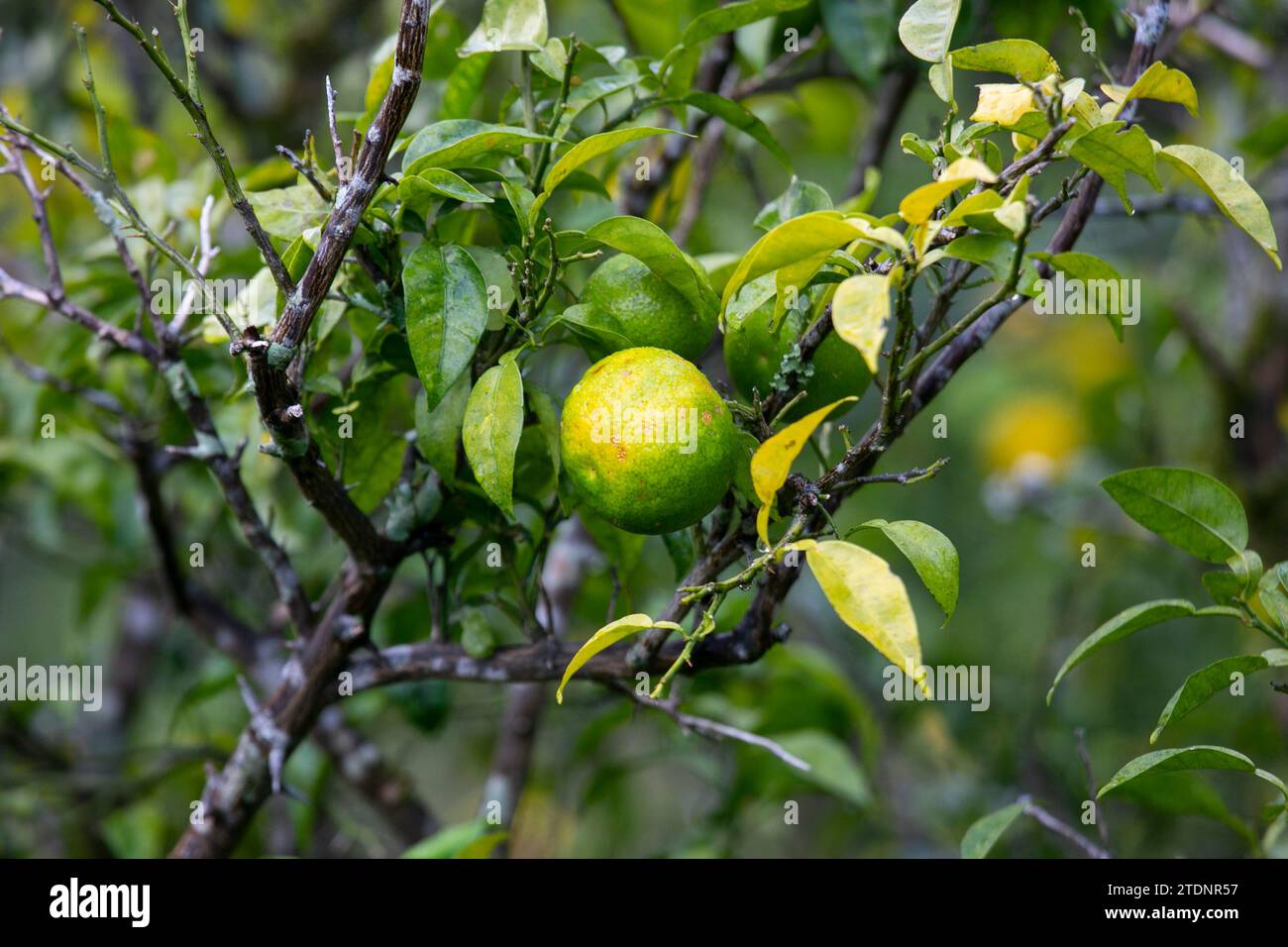 Green and Yellow Yuzu fruit in Japan. Yuzu or Citrus Ichangensis is a ...
