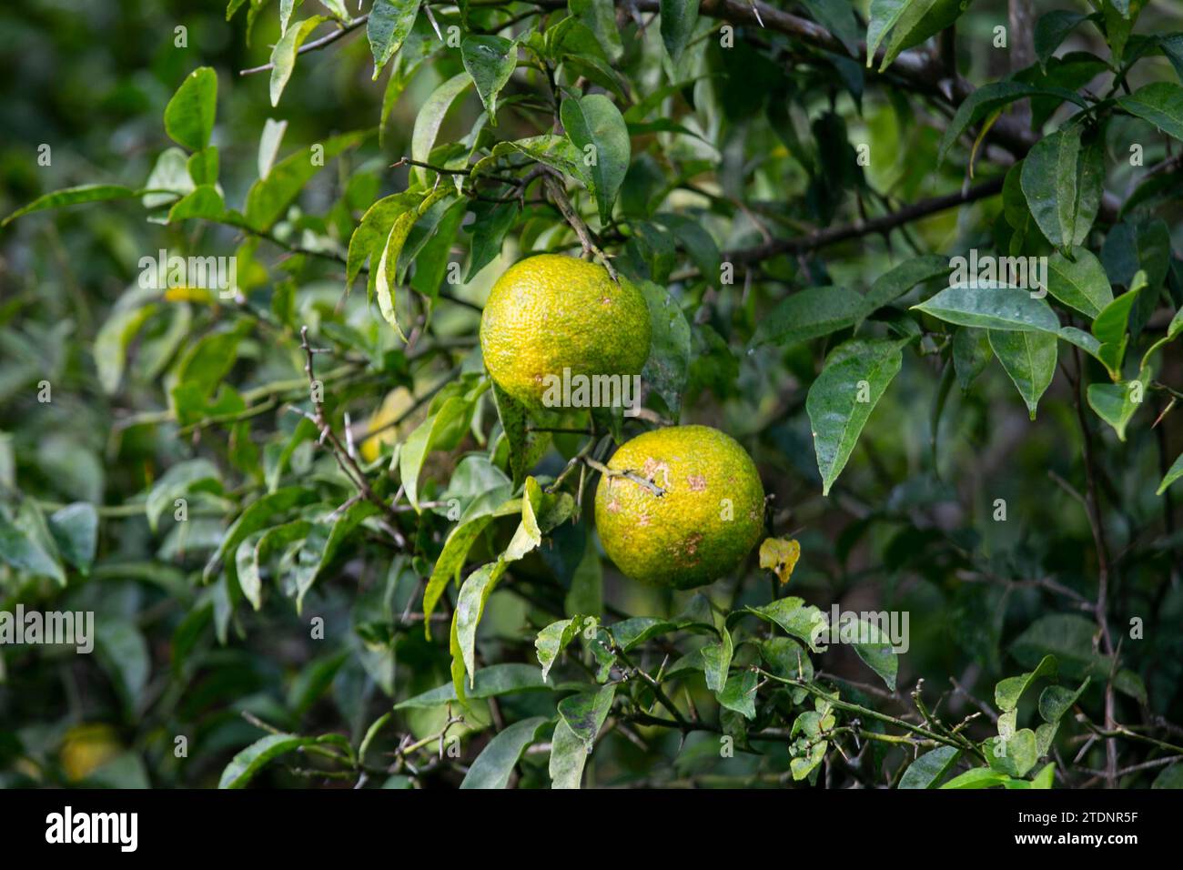 Green and Yellow Yuzu fruit in Japan. Yuzu or Citrus Ichangensis is a ...