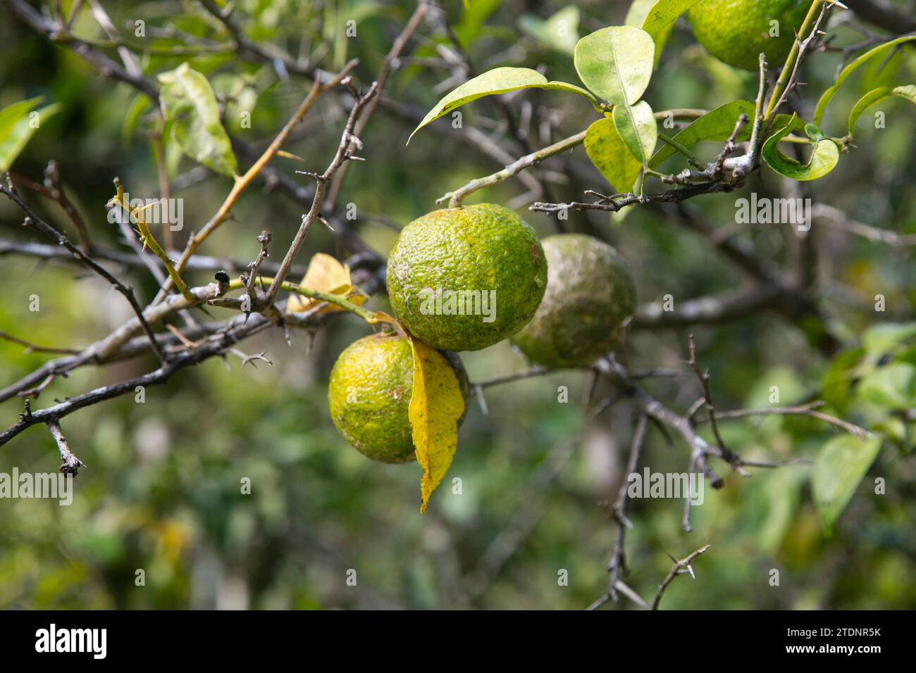 Green and Yellow Yuzu fruit in Japan. Yuzu or Citrus Ichangensis is a ...