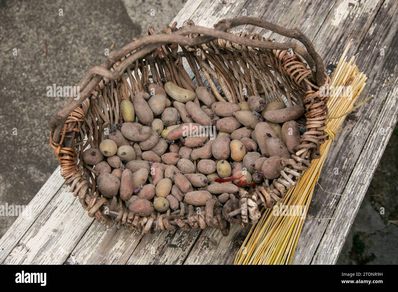 Variety of Japanese small potatoes harvested in Wakayama, Japan Stock ...