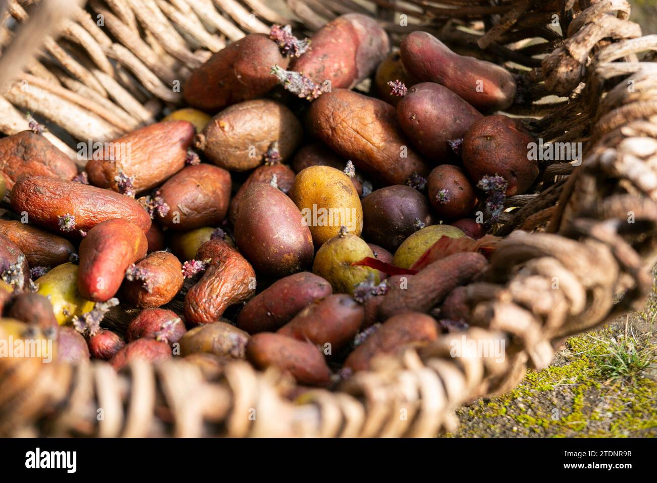 Variety of Japanese small potatoes harvested in Wakayama, Japan Stock ...