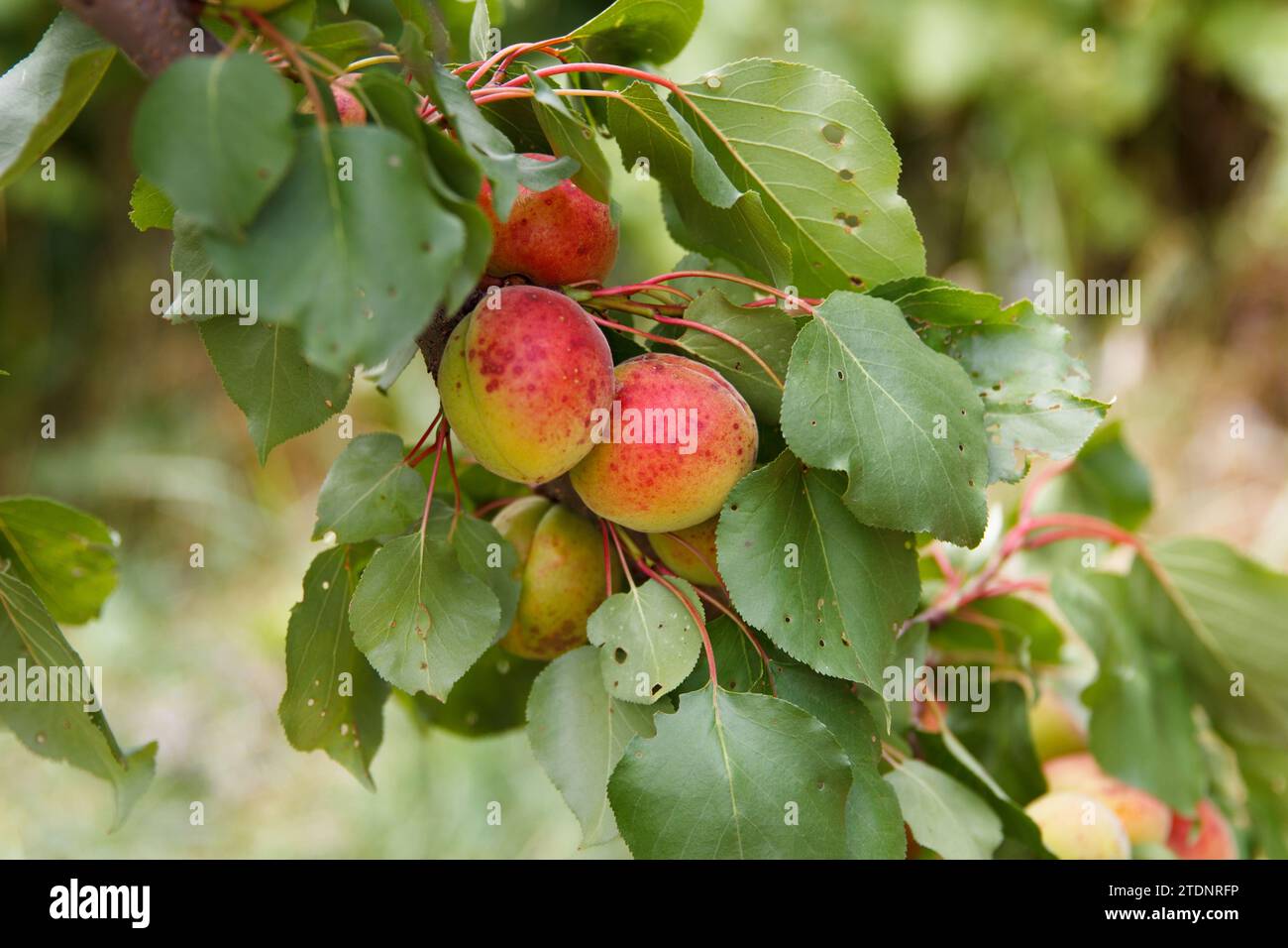 Ripe sweet apricots in tree garden, agricultural harvest, after rain ...