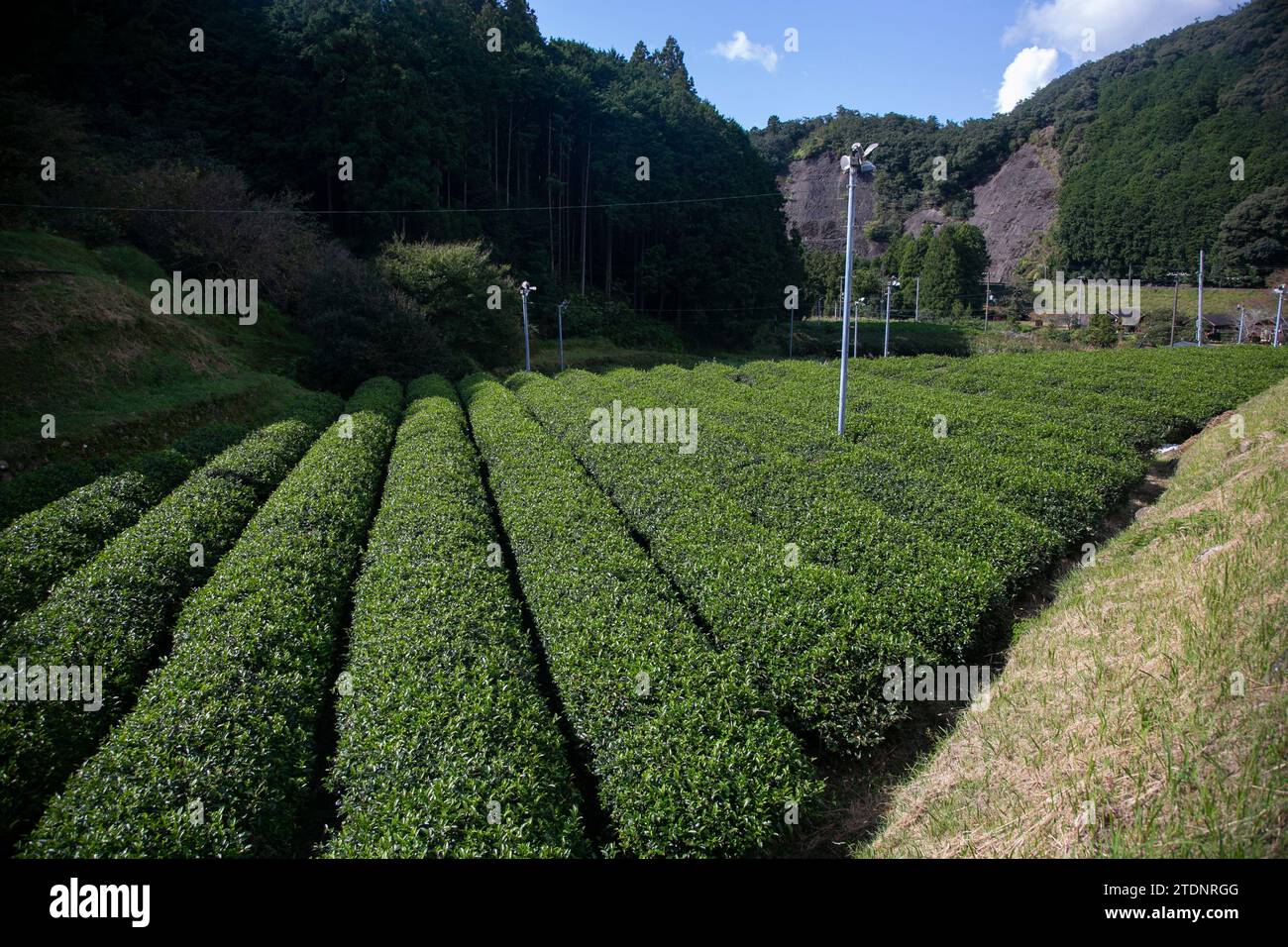 Organic green tea plantations in the Wakayama mountains in Japan Stock ...