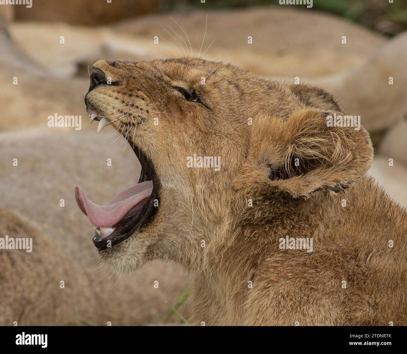 small lion cub resting in a golden sunlight, opening its mouth and ...