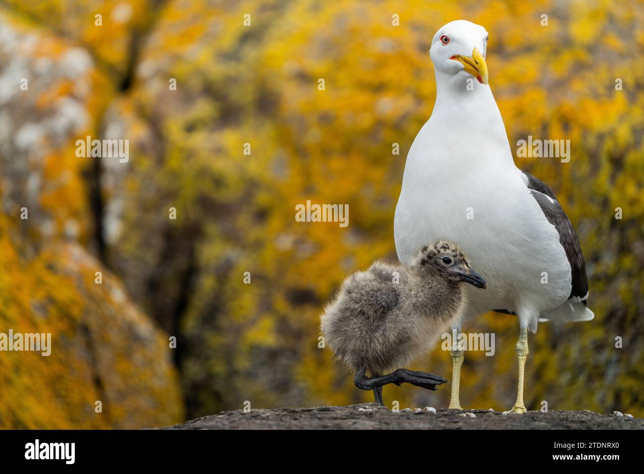 pacific gull chick with its mother on a island bird nesting in tasmania ...