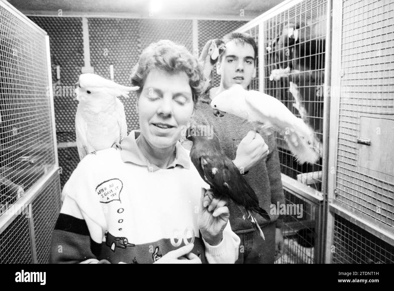 Grooten parrots hi-res stock photography and images - Alamy