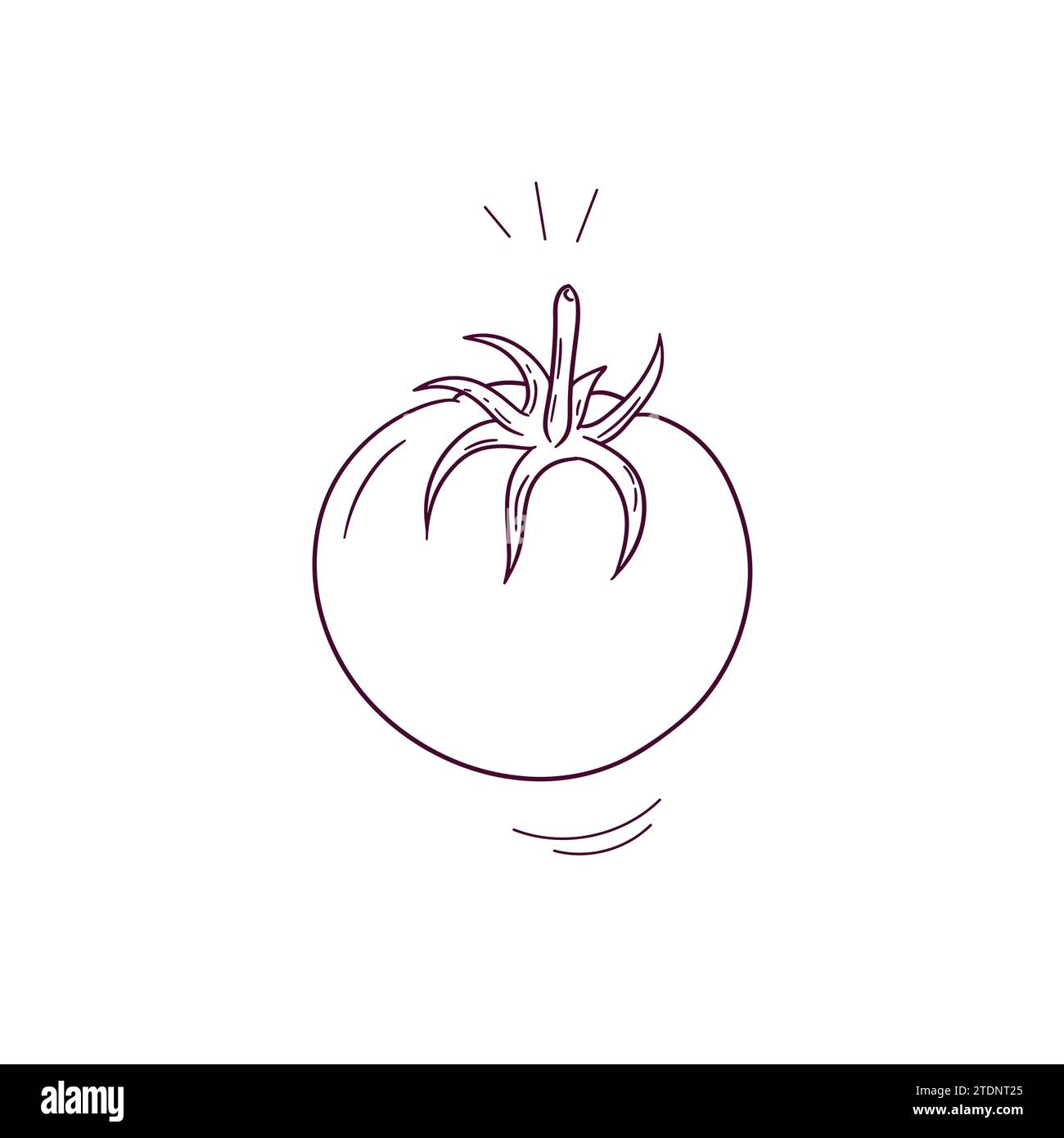 Hand Drawn illustration of tomato icon. Doodle Vector Sketch ...