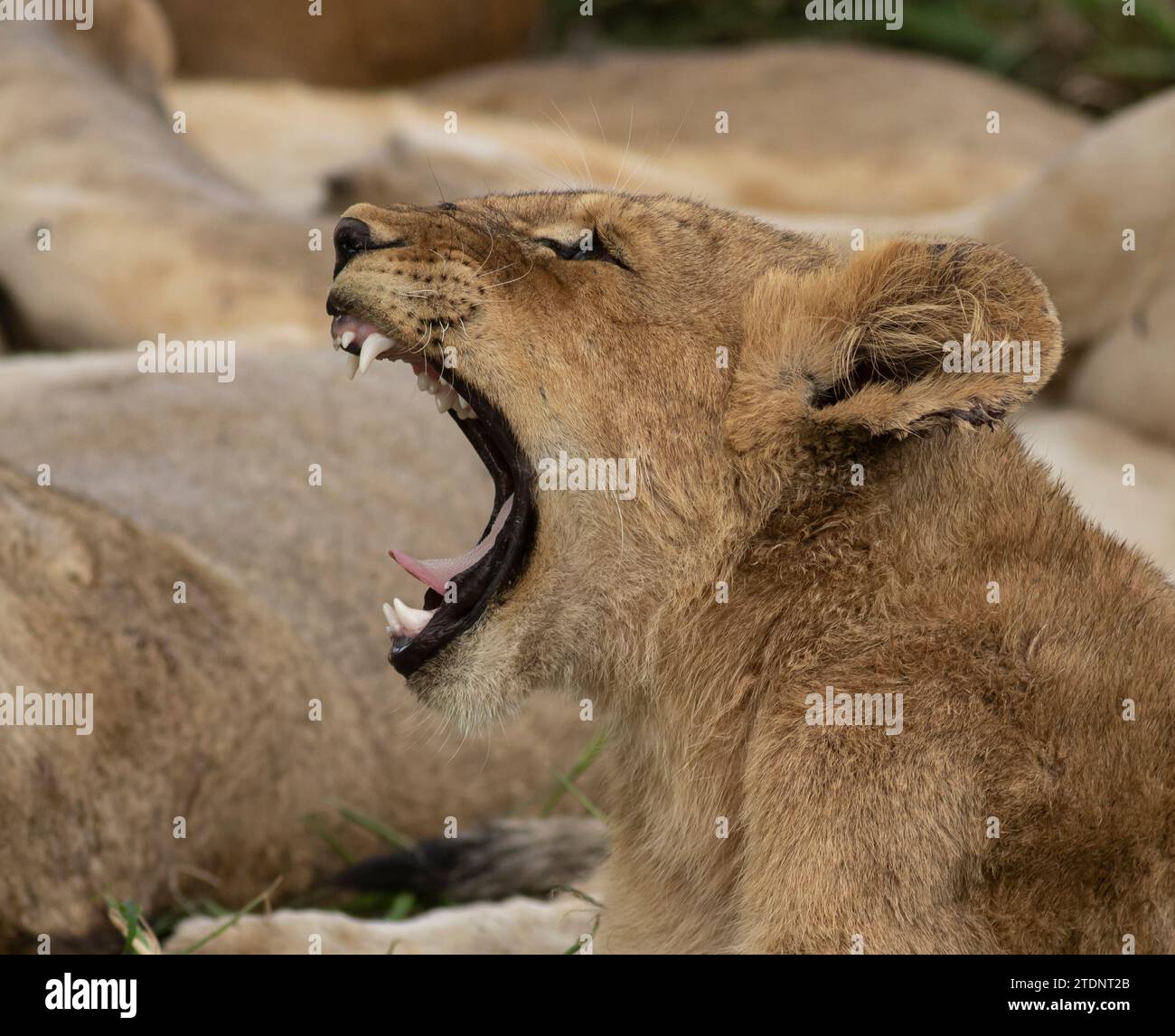 small lion cub resting in a golden sunlight, opening its mouth and ...