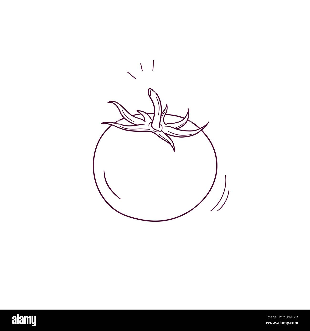Hand Drawn illustration of tomato icon. Doodle Vector Sketch ...