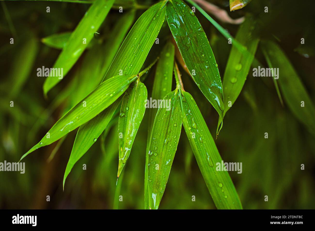 Green, fresh, wet, bamboo (leaves Stock Photo - Alamy