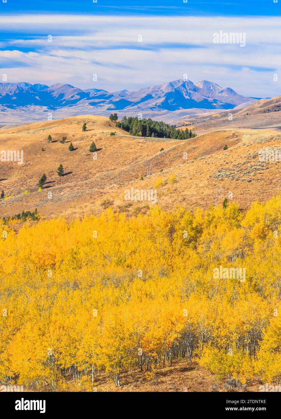 aspen in fall color and lima peaks in the distance viewed from the ...