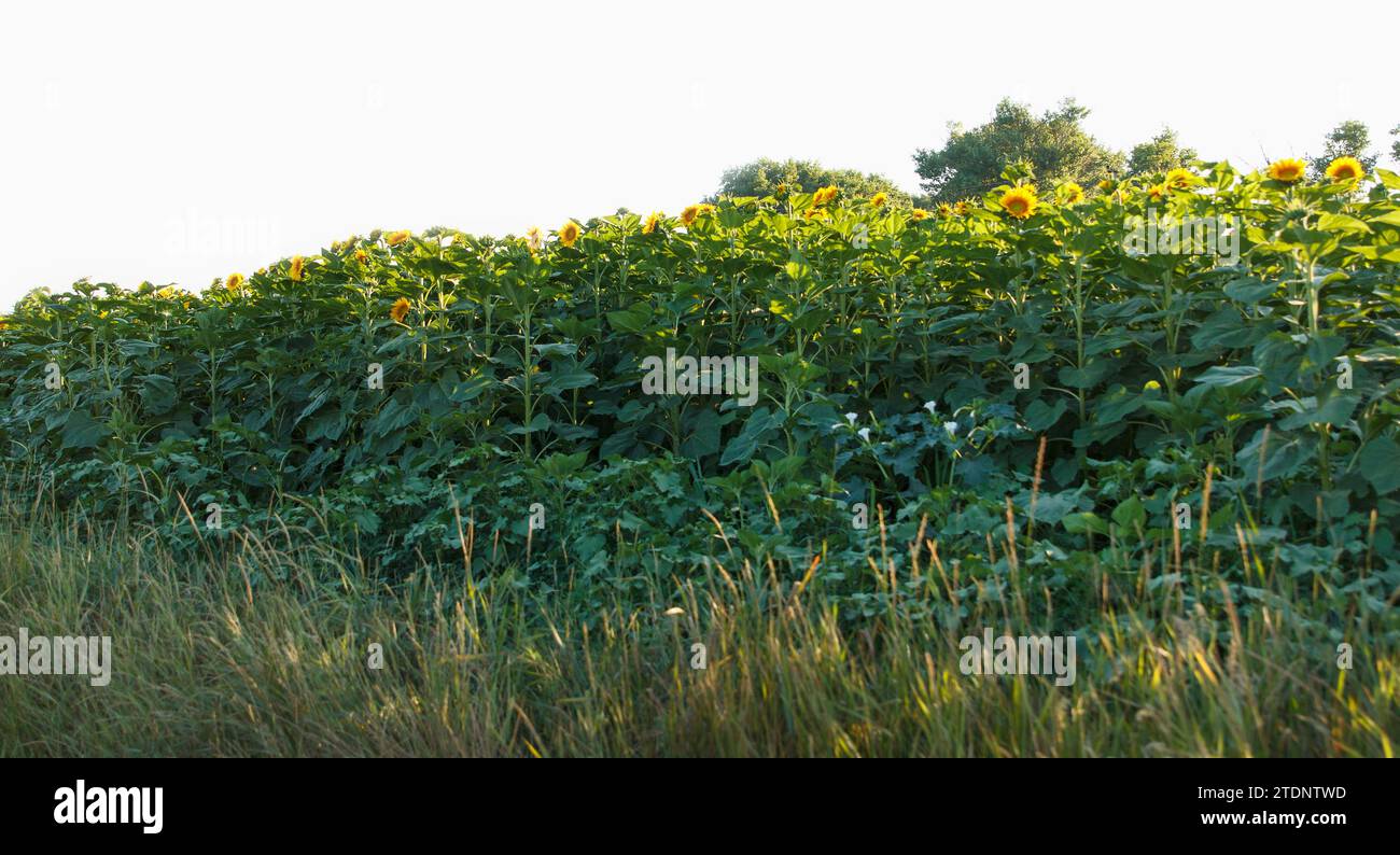 Beautiful big sunflower in hi-res stock photography and images - Alamy