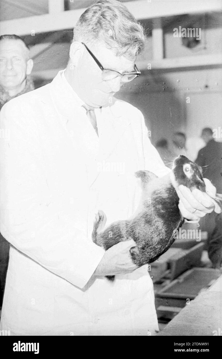 Rabbit inspection hi-res stock photography and images - Alamy