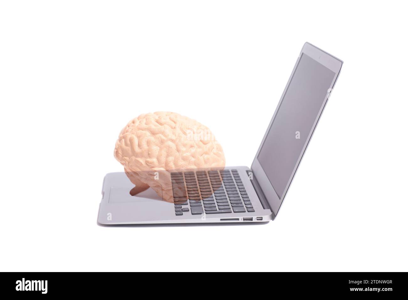 Human brain anatomical model on laptop Stock Photo - Alamy