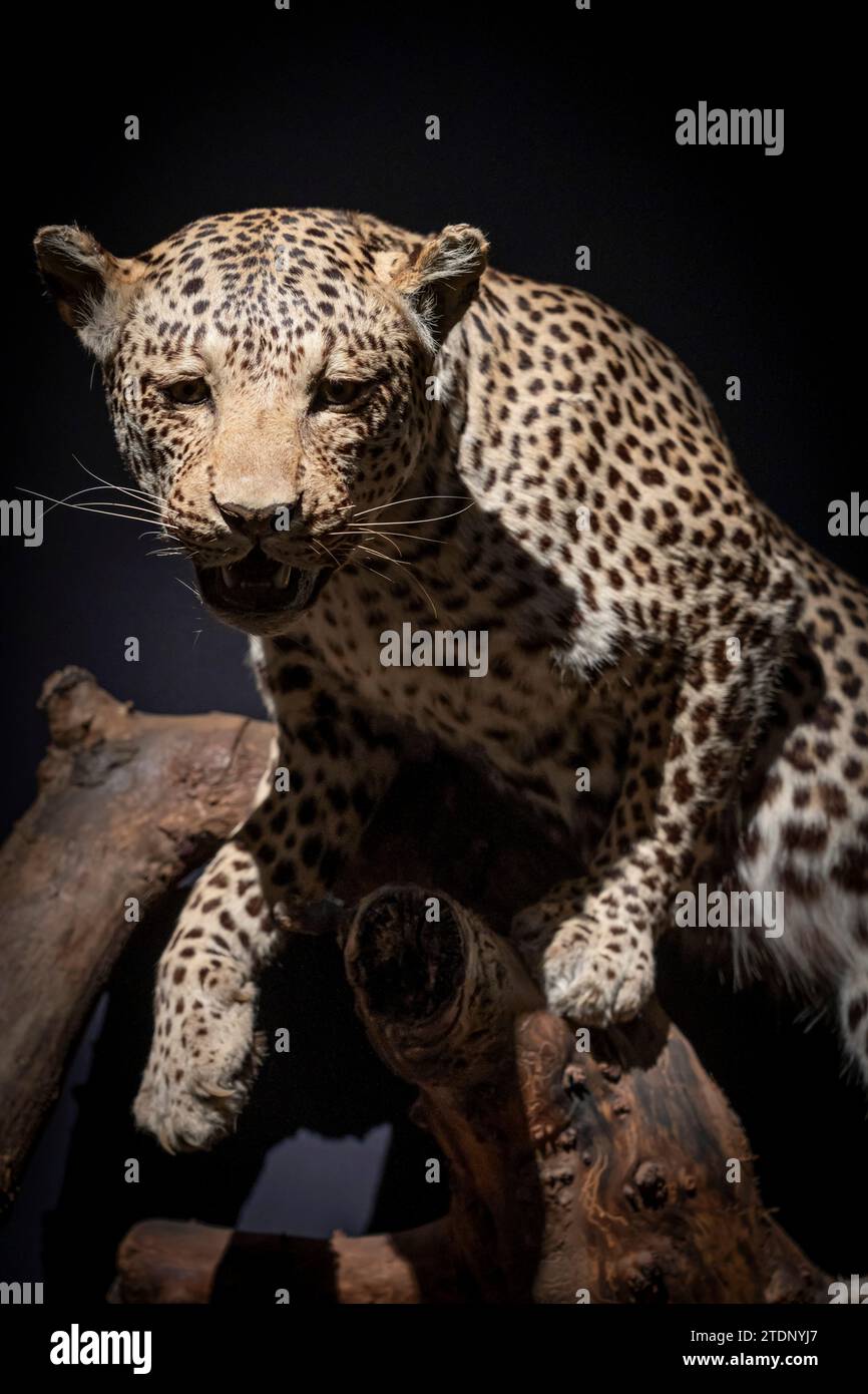Paris, France - 06 10 2023: The Great Evolution Gallery of Paris ...