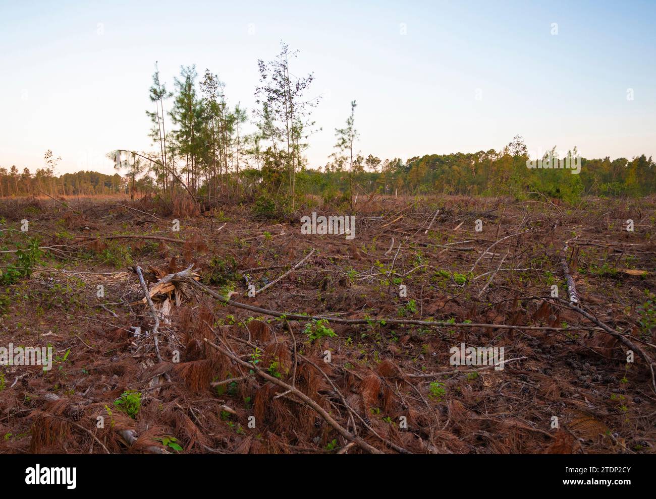 Huge area of trees that has been cleared by a logging operation that ...