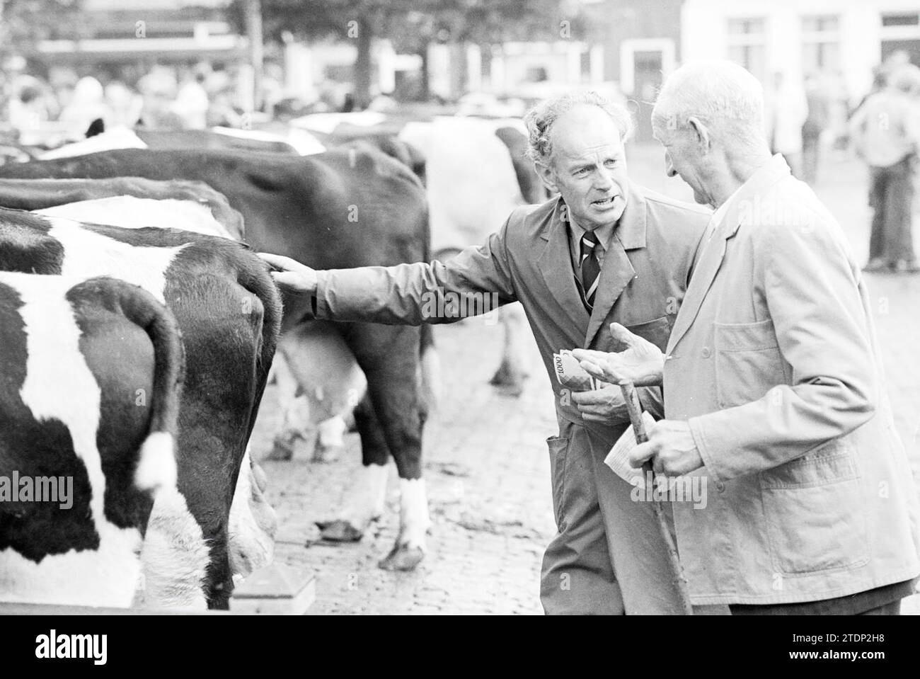 Uncle Theo: Mr. Balm at Purmerend cow market, livestock farming, 23-08 ...