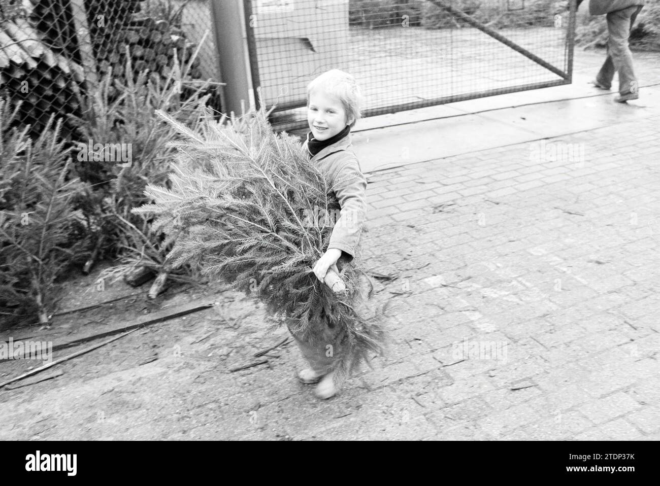 Christmas tree trade, Christmas and Christmas trees, 13-12-1977 ...
