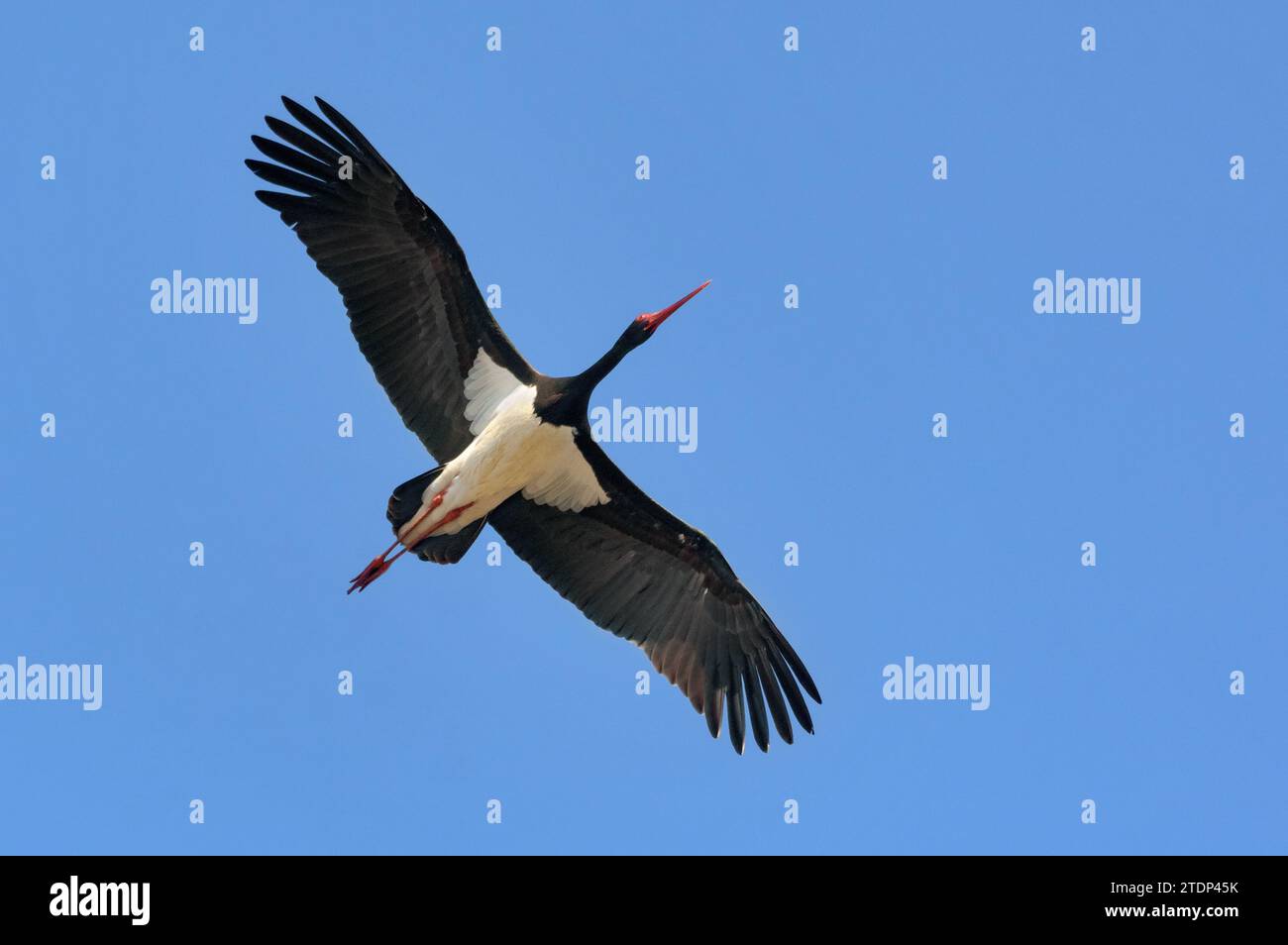 Black stork (ciconia nigra) soaring high in blue sky with wide spreaded ...