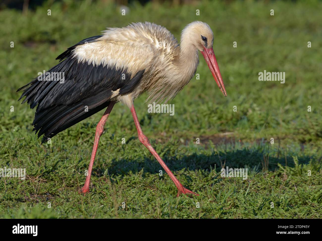 Mature White stork (Ciconia ciconia) walks on mowing grass field at ...