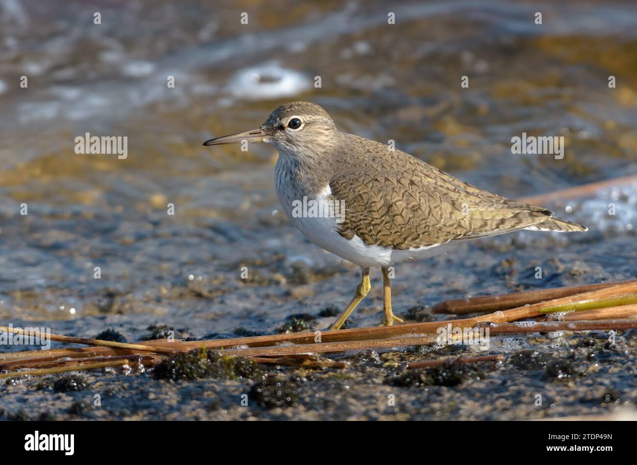 Common sandpiper (Actitis hypoleucos) walks on water edge near a shore ...