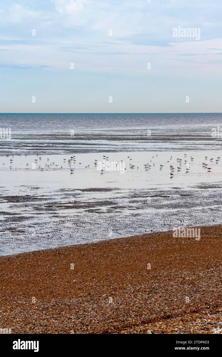 Sea gulls feeding on the beach at low tide at Littlestone in Kent ...