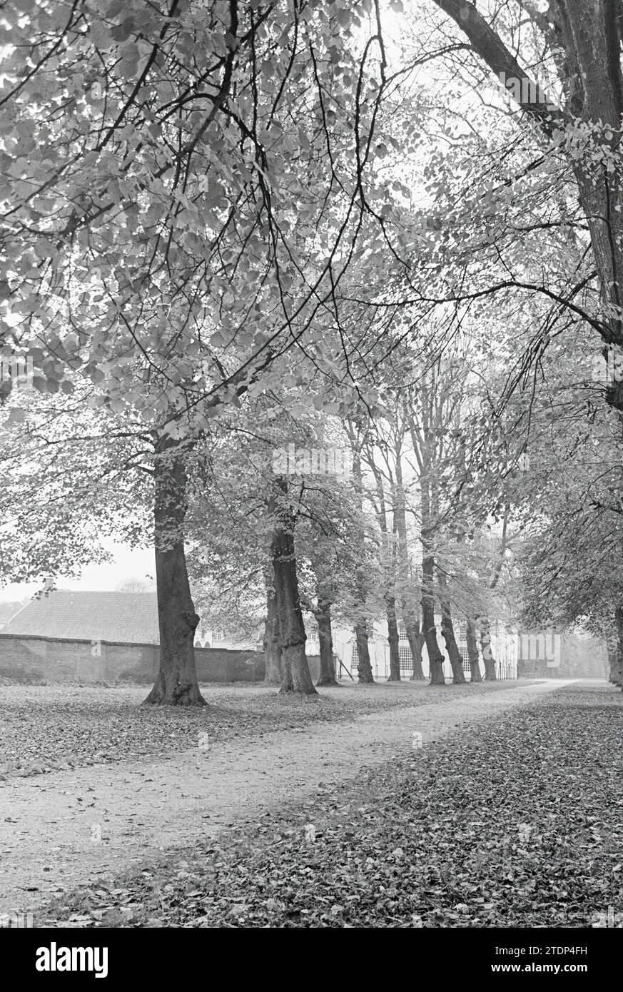 Rotten lime trees hi-res stock photography and images - Alamy