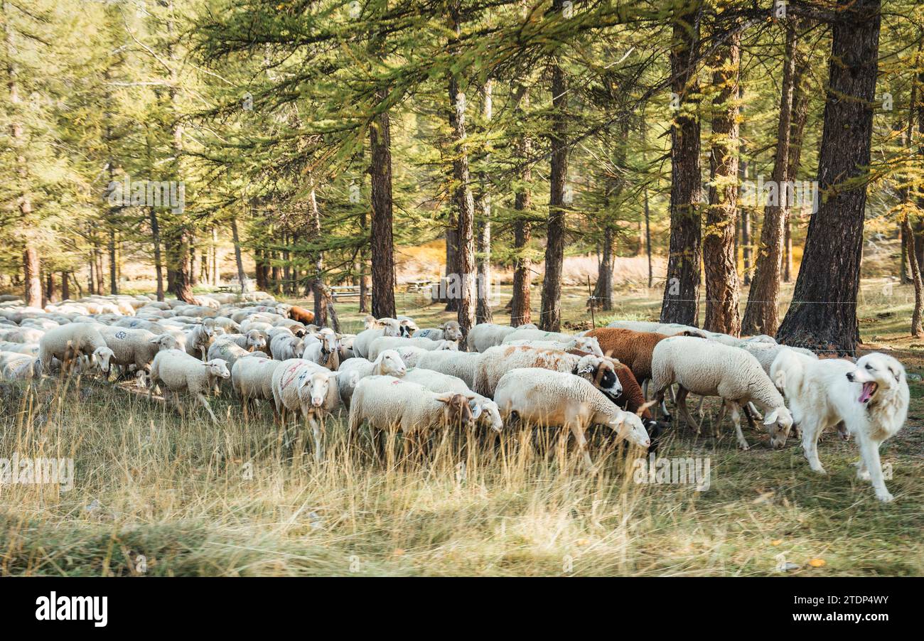 Shepherd leading domestic sheep hi-res stock photography and images - Alamy