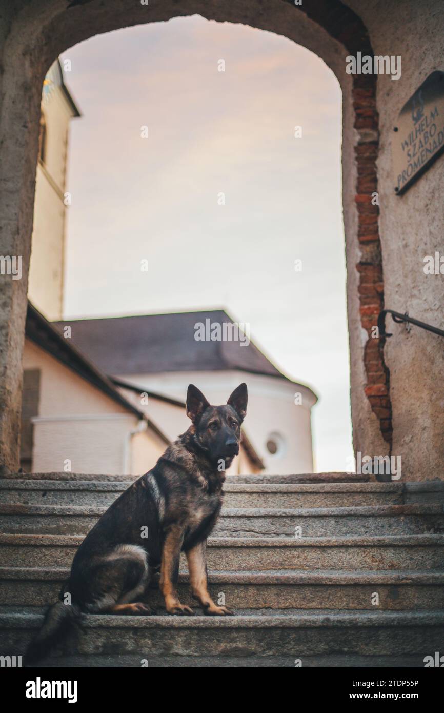 Working line German Shepherd Dog (Alsatian) in the historic town of ...
