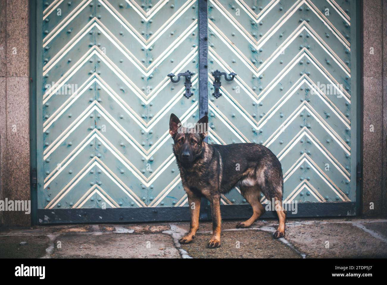 Working line German Shepherd Dog (Alsatian) in the historic town of ...
