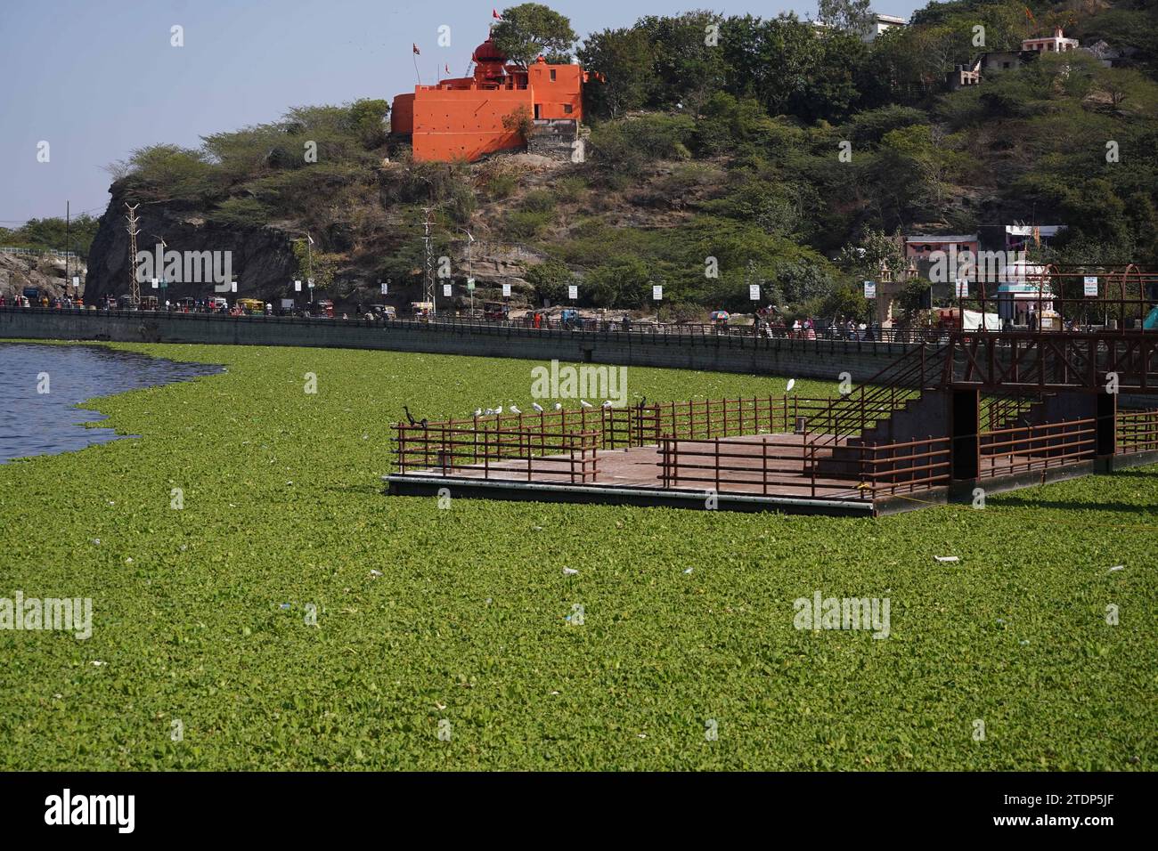 Ajmer, India. 19th Dec, 2023. Water Hyacinth Spred inside the Anasagar ...