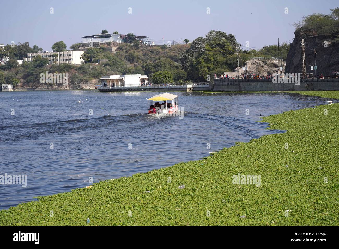 Ajmer, India. 19th Dec, 2023. Water Hyacinth Spred inside the Anasagar ...