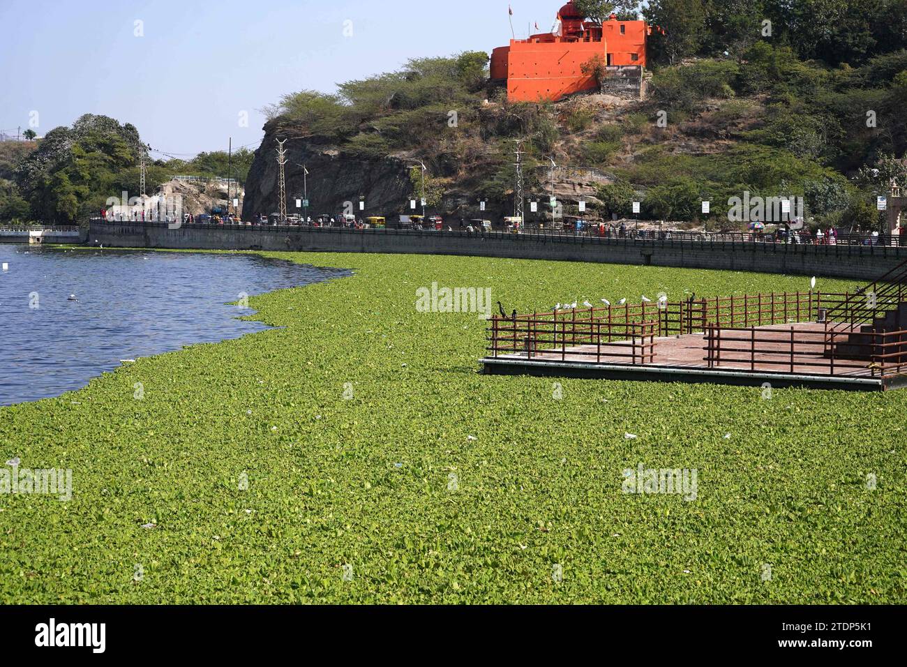 Ajmer, India. 19th Dec, 2023. Water Hyacinth Spred inside the Anasagar ...